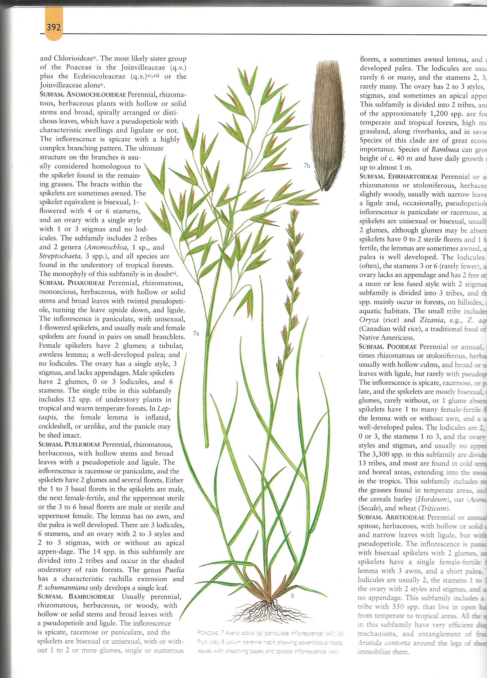 Taxonomia de plantas